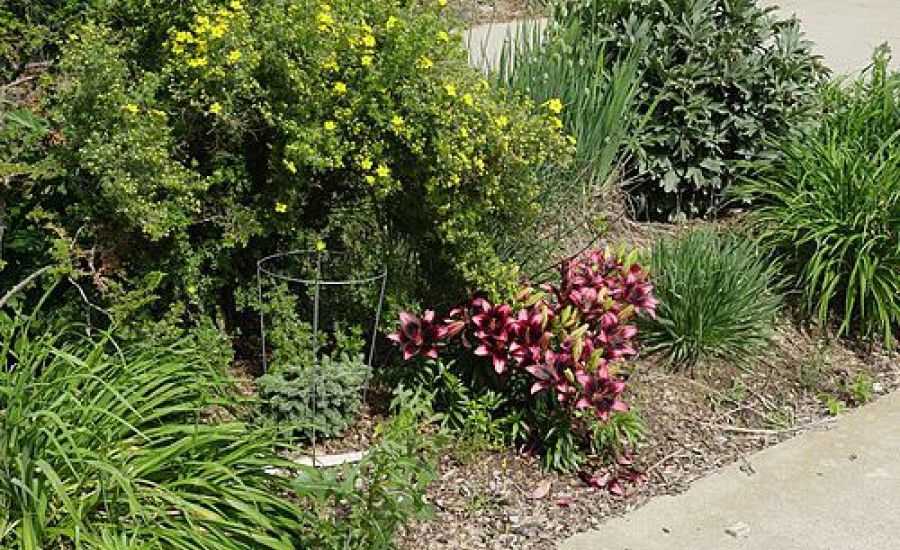 Meer groene ideeën voor jouw tuin na wandeling door Osse centrum - 412TV